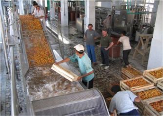 FRUIT PUREE PRODUCTION LINE Fruit Processing For Sale new